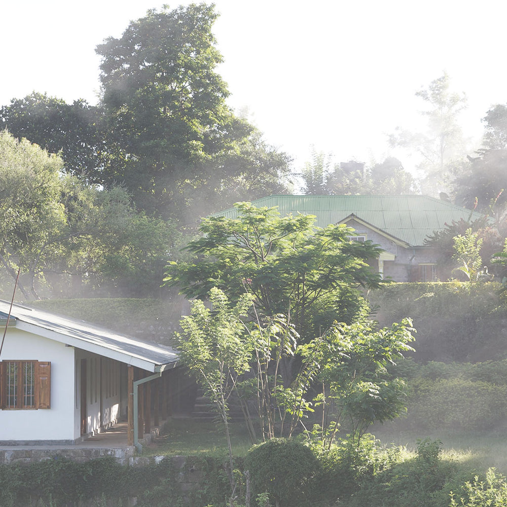 Accommodation - AMBA - Picker's Pocket